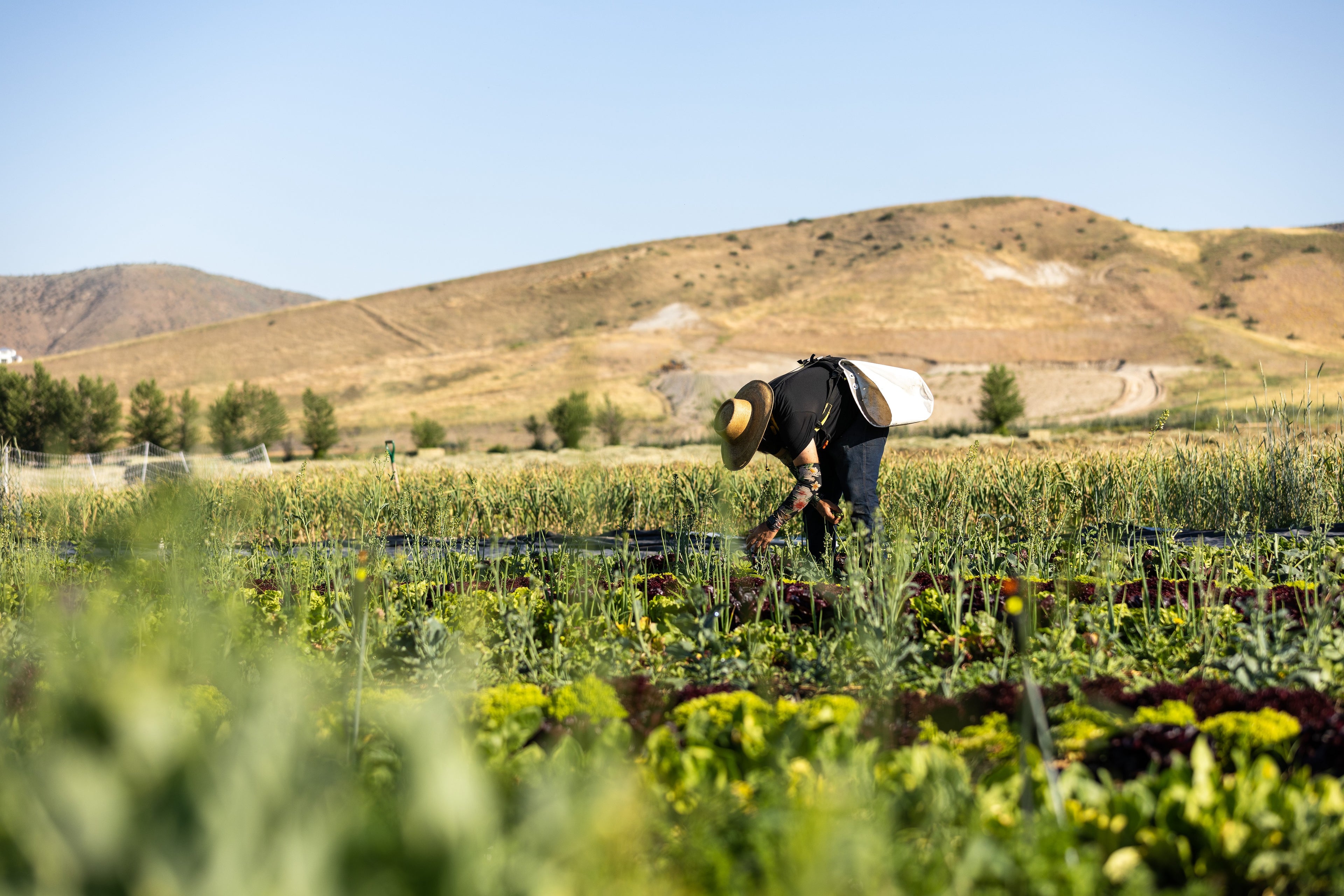 Farm Box Delivery | Boise, Meridian, Nampa, Caldwell, Star, Avimor ...