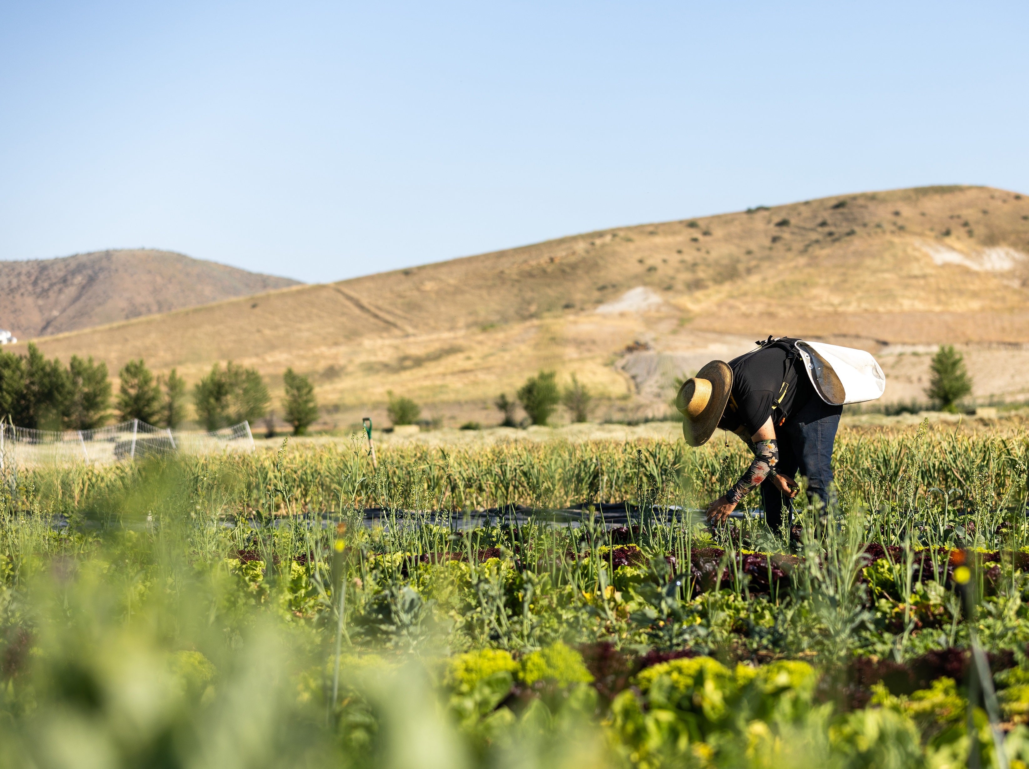 FarmDeliver Farm-to-Door Grocery Delivery | Grass-Fed, Organic, Raw